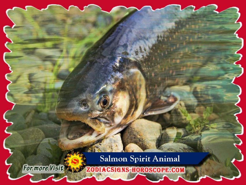 Salmon Spirit Animal: Meaning, Symbolism, Dreams of Salmon Totem ...