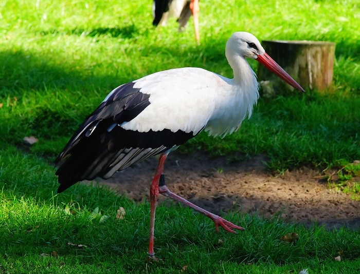 Stork Animal Totem: Meaning and Symbolism of the Stork Spirit Animal