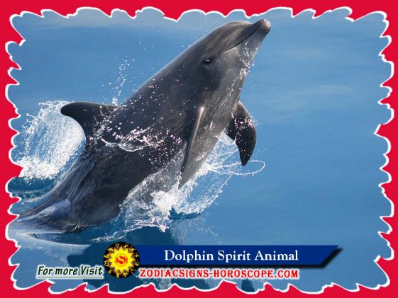 Dolphin Spirit Animal: Meaning, Symbolism, Dream of Dolphin Totem