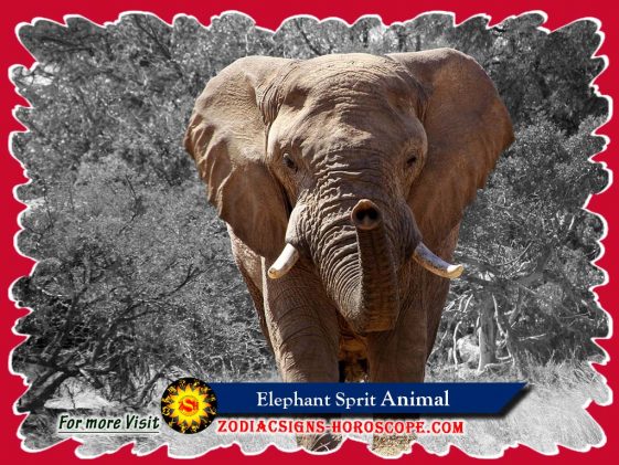 Elephant Spirit Animal: Meaning, Symbolism, Dreams of Elephant Totem