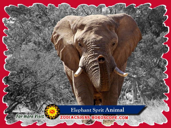 Elephant Spirit Animal: Meaning, Symbolism, Dreams of Elephant Totem
