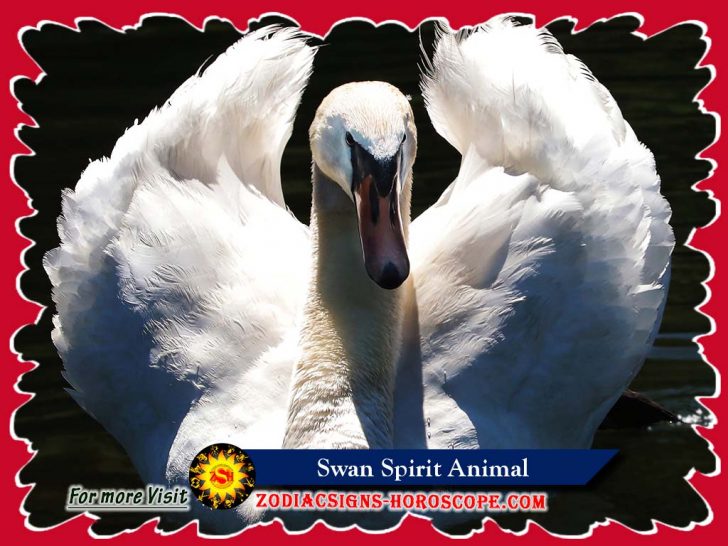 Swan Spirit Animal: Meaning, Symbolism, Dreams of the Swan Totem