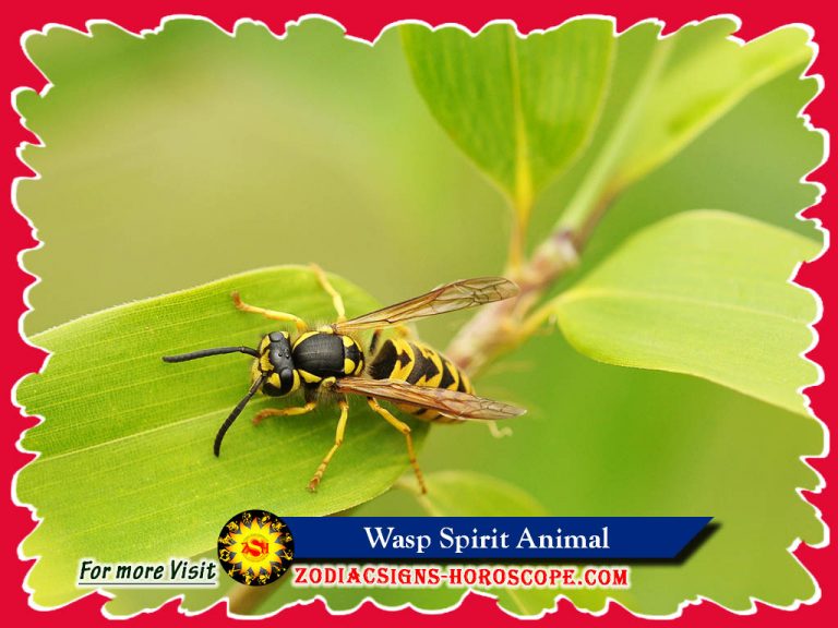 Wasp Spirit Animal: Meaning, Symbolism, Dream of the Wasp Totem