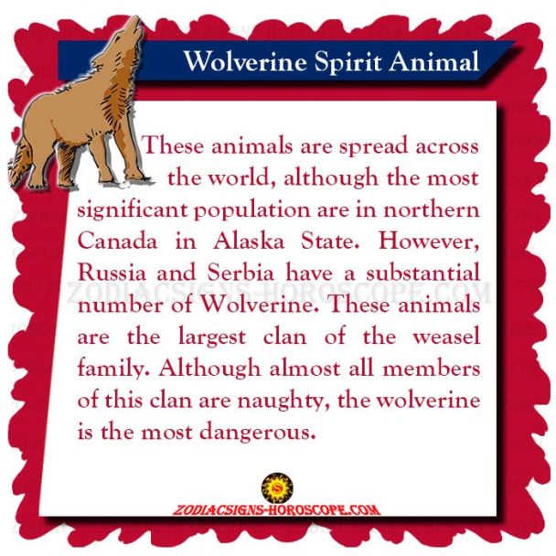 Wolverine Spirit Animal: Meaning, Symbolism, Dream of Wolverine Totem