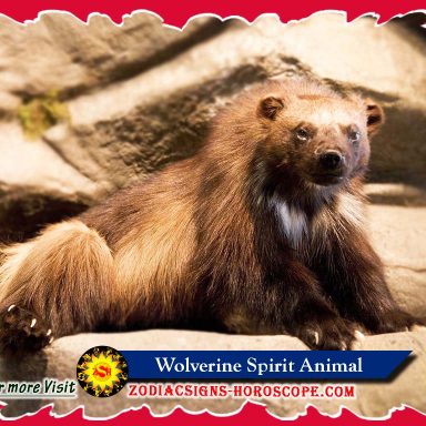 Weasel Spirit Animal: Meaning and Symbolism of the Weasel Totem