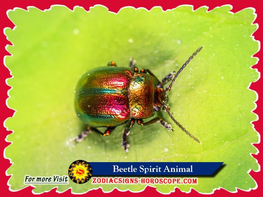 Beetle Spirit Animal: Incazelo, Symbolism, Amaphupho Beetle Totem