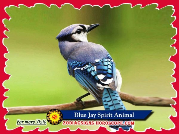 Blue Jay: Spirit Animal, Totem, Meaning, Symbolism and Dream | ZSH