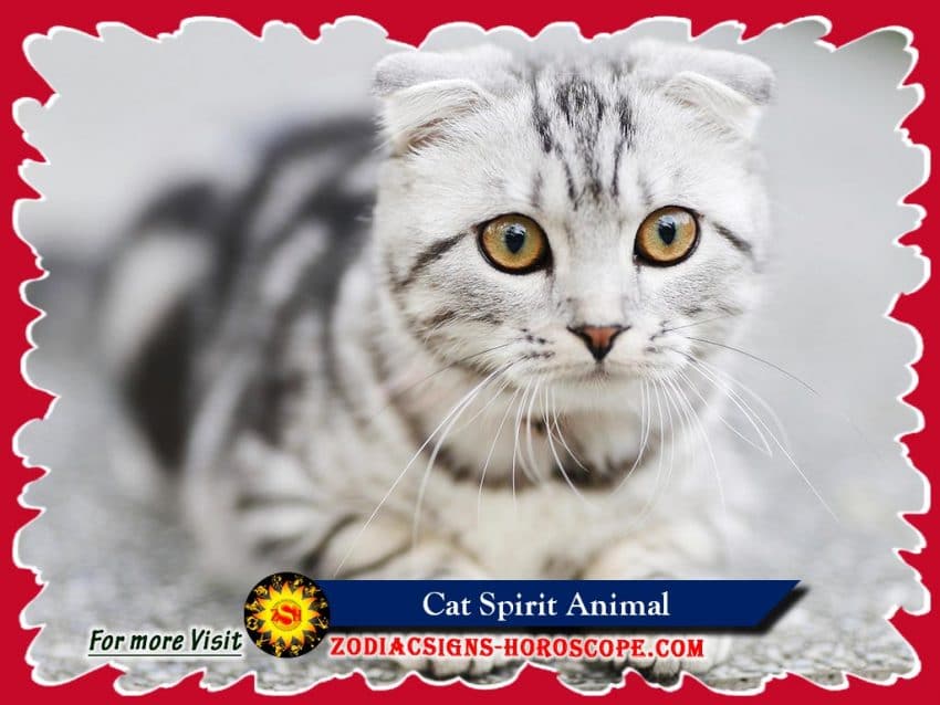 The Cat: Spirit Animal, Totem, Meaning, Symbolism and Cat Dreams