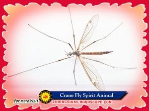 Crane Fly Spirit Animal: Totem, Meaning and Symbolic Significance