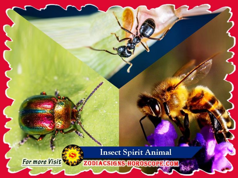 Insect Animal Totem Meanings, Symbolic Significance and Dreams