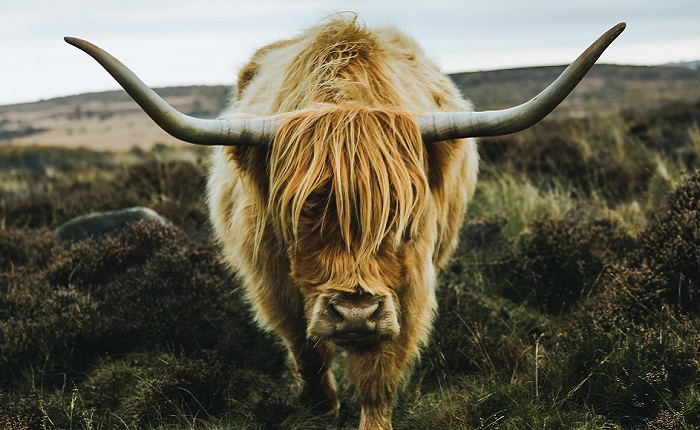 Sagittarius in Love: Traits and Compatibility for Man and Woman