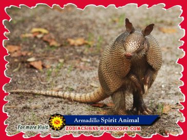 The Armadillo Spirit Animal: Meaning and Symbolism of Armadillo Totem