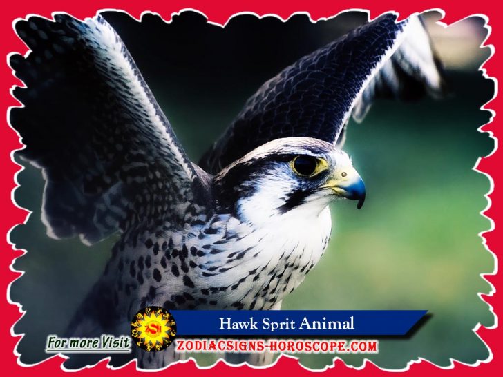Hawk Spirit Animal: Meaning, Symbolism and Dreams of Hawk Totem