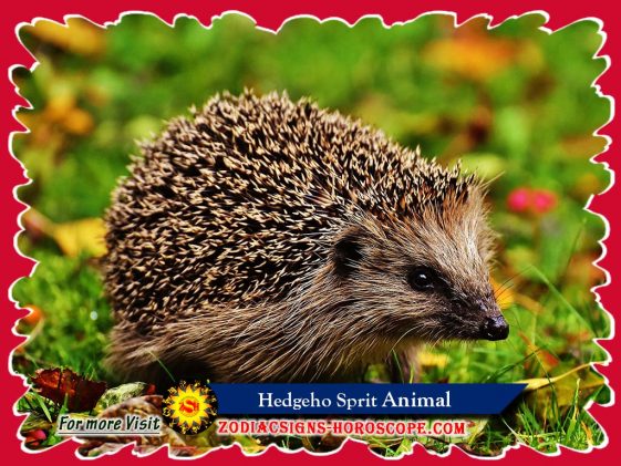 Hedgehog Spirit Animal: Meaning, Symbolism, Hedgehog Totem Dreams