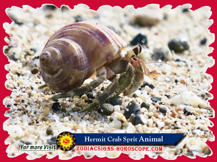 Hermit Crab Spirit Animal: Meaning, Symbolism and Dreams of Hen Totem