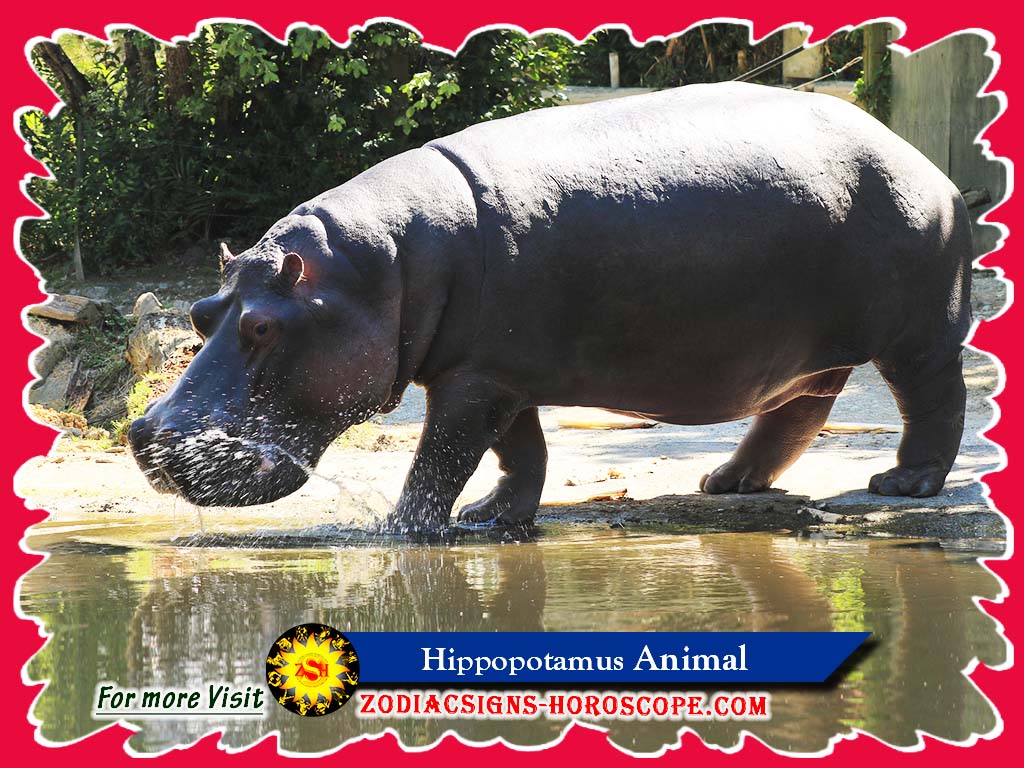 Hippopotamus Spirit Animal: Meaning, Symbolism & Dreams of this Totem