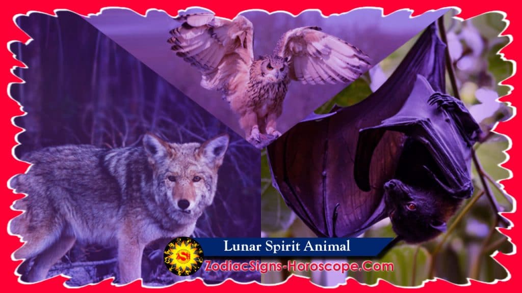 Lunar Spirit Animal Symbolism and Meaning - Moon Animal Symbolism