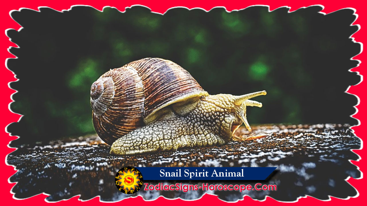 Snail Spirit Animal: Meaning, Messages and Symbolism | ZSH