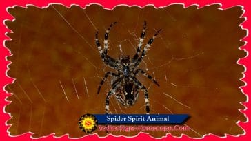 Spider Spirit Animal: Meaning, Messages, Dreams and Symbolism | ZSH