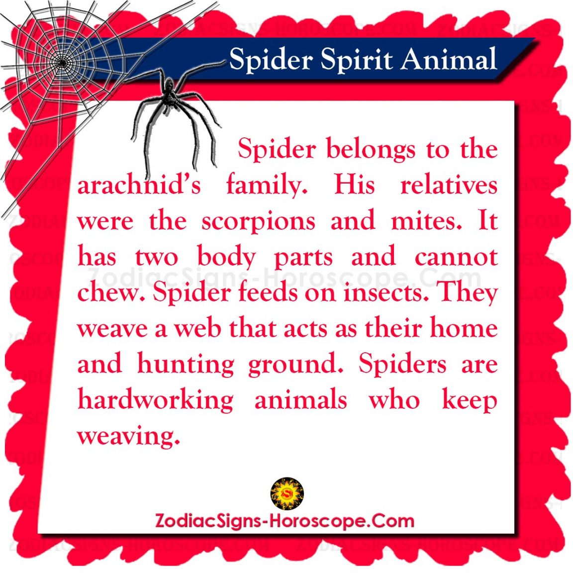Spider Spirit Animal: Meaning, Messages, Dreams and Symbolism | ZSH
