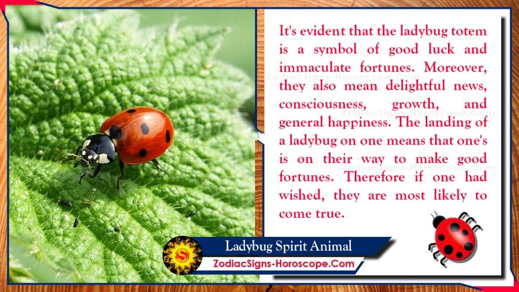 Ladybug Spirit Animal: Totem, Meaning, Symbolism and Dreams | ZSH