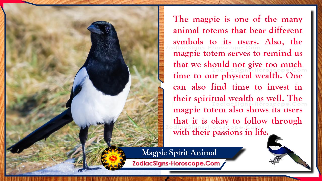 Magpie Spirit Animal: Meaning, Symbolism, Significance & Dreams | ZSH