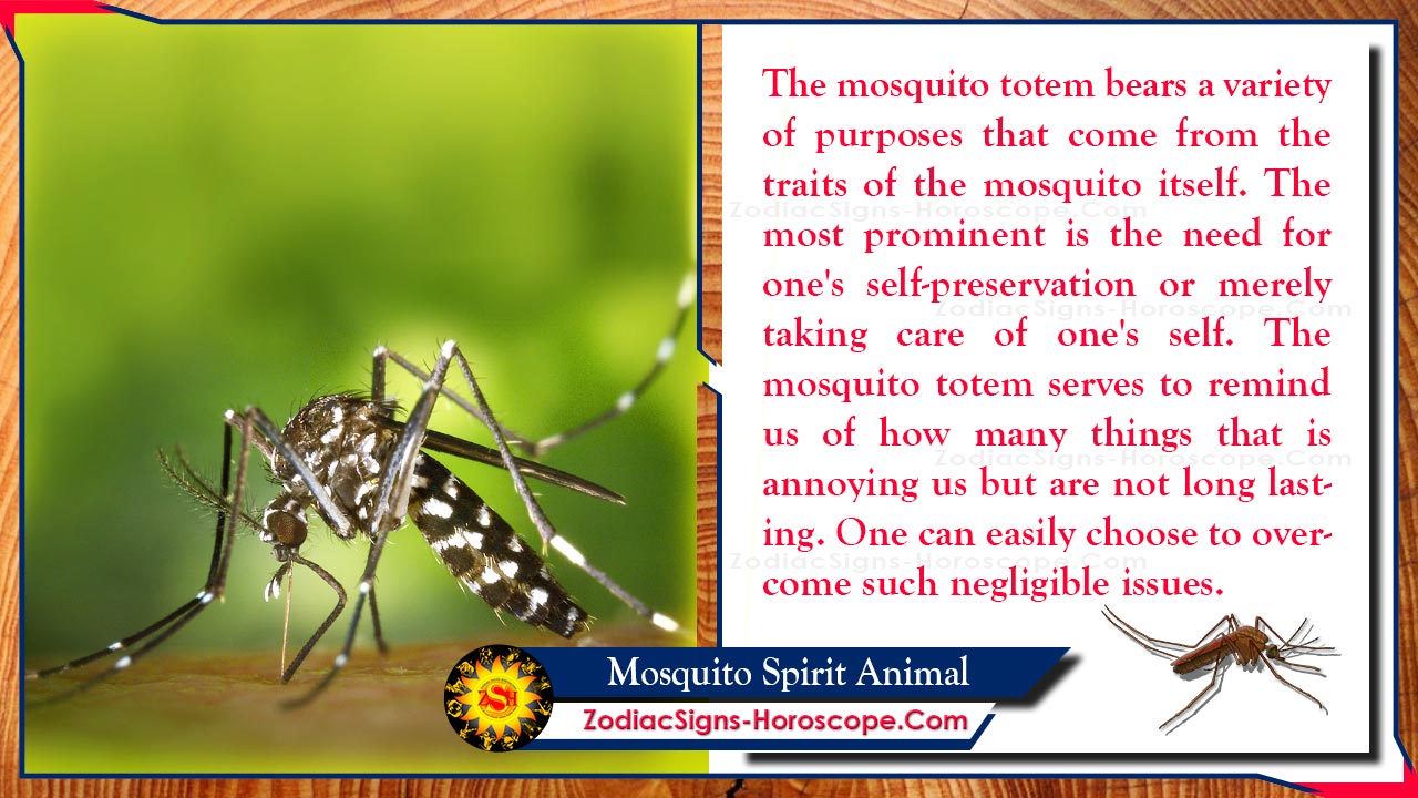 Mosquito Spirit Animal: Totem, Meaning, Symbolism and Dreams | ZSH
