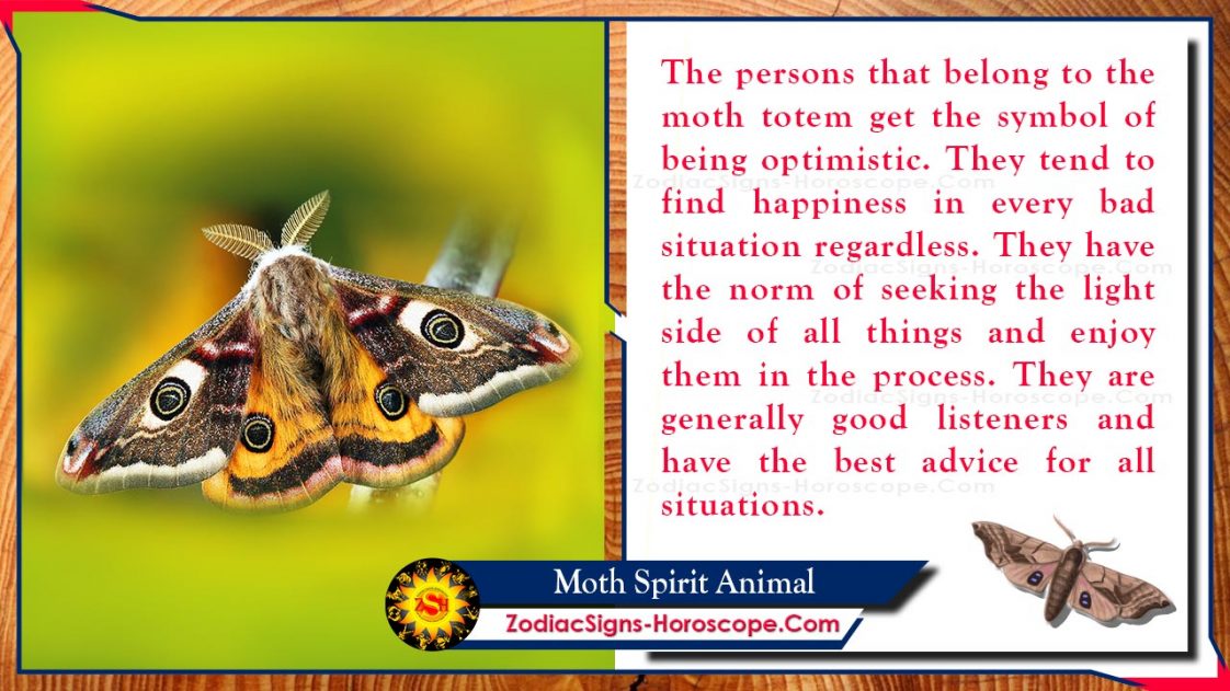 Moth Spirit Animal: Totem, Meaning, Symbolism and Dreams | ZSH