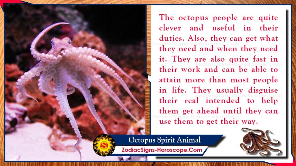 Octopus Spirit Animal: Totem, Meaning, Symbolism and Dreams | ZSH