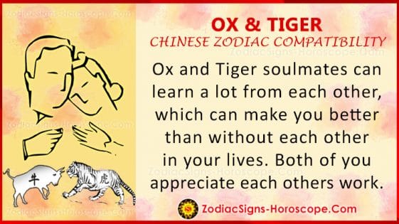 Ox and Tiger Love Compatibility, Relationship and Traits in Chinese Zodiac