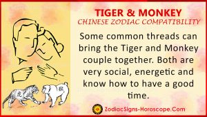 Tiger and Monkey Chinese Zodiac Compatibility: Love and Relationship