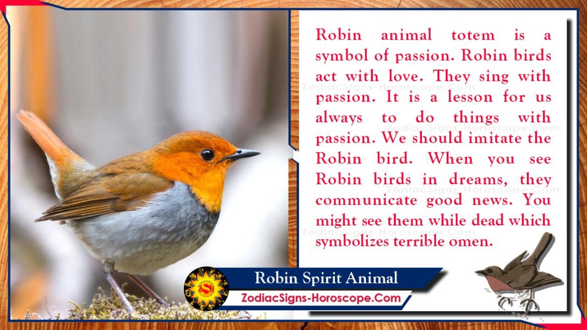 Robin Spirit Animal: Totem, Meaning, Messages and Symbolism | ZSH
