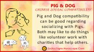 Pig and Dog Compatibility: Chinese Zodiac Traits and Love Compatibility