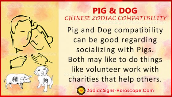 Pig and Dog Compatibility: Chinese Zodiac Traits and Love Compatibility