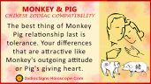 Monkey and Pig Compatibility: Zodiac Traits and Love Compatibility