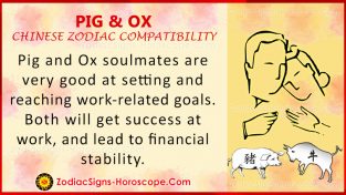 Pig and Ox Compatibility: Chinese Zodiac Traits and Love Compatibility